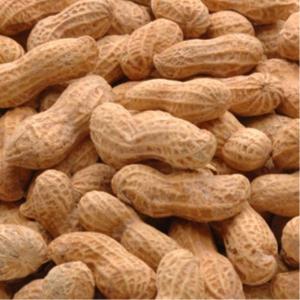 Peanut In The Shell, Salted, 25 Pound -- 1 Case – Rebel Smuggling LLC